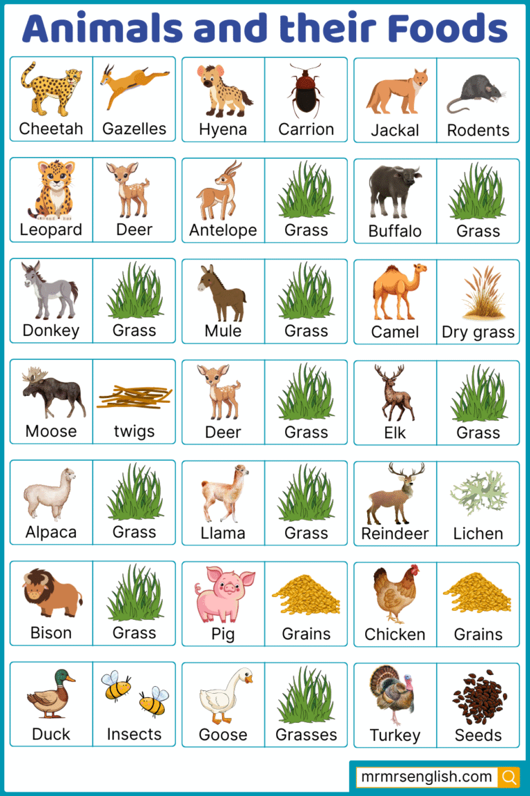 Animals Foods Names in English with Their Pictures - MR MRS ENGLISH