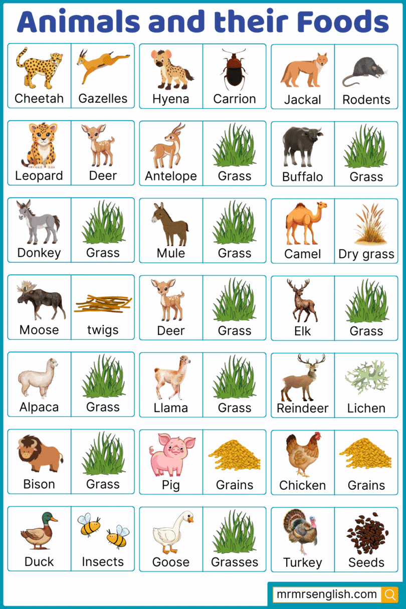 Animals Foods Names in English with Their Pictures - MR MRS ENGLISH