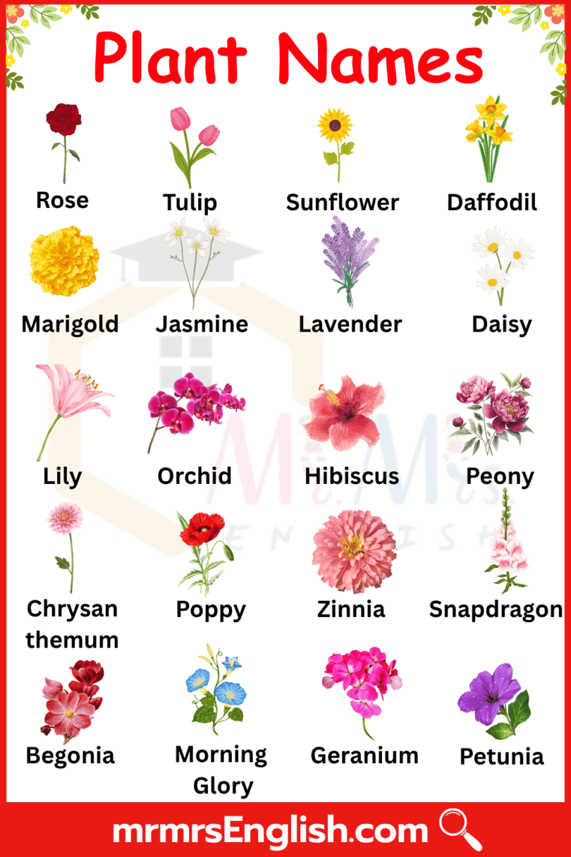 Plants Names in English with Their Pictures - MR MRS ENGLISH