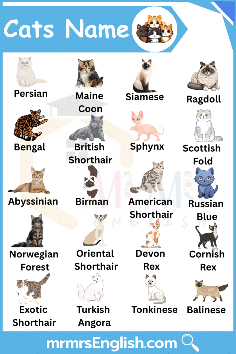 Breeds of Cats Names in English with their Pictures - MR MRS ENGLISH