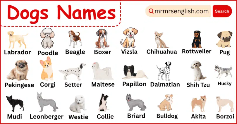 Types Of Dogs With Pictures And Information