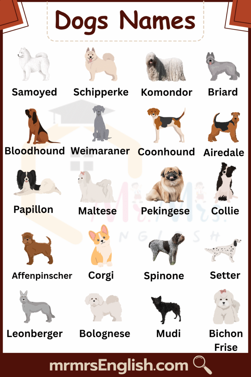 Different Types of Dogs Names in English with their Pictures - MR MRS ...