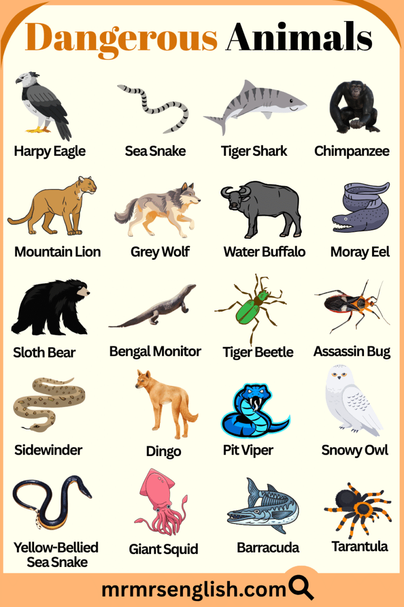 Dangerous Animals Names in English with Their Pictures - MR MRS ENGLISH