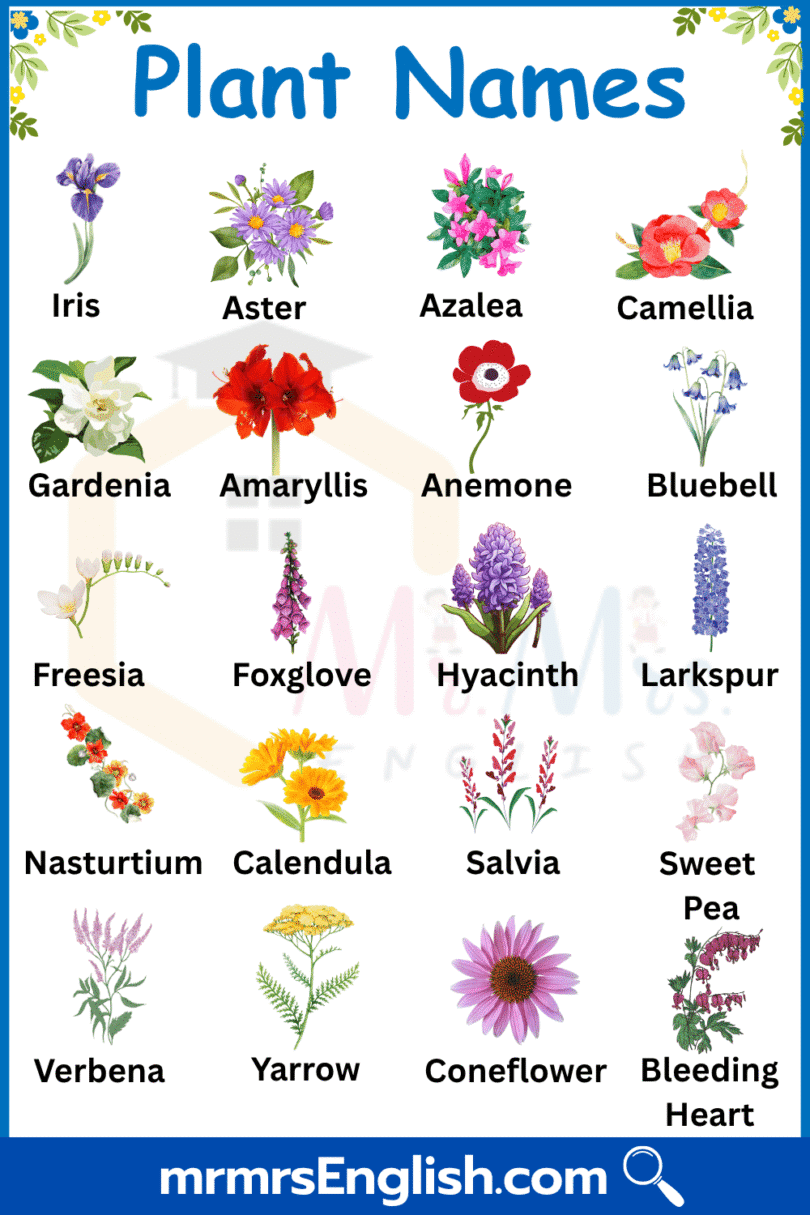 Plants Names in English with Their Pictures - MR MRS ENGLISH