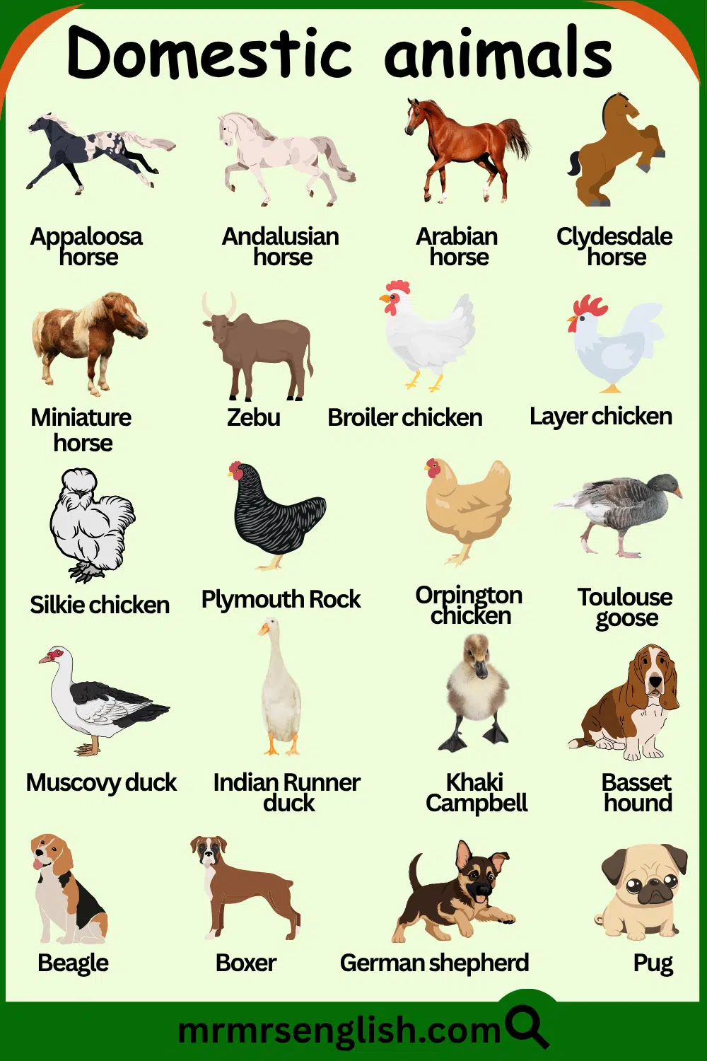 Farm Animals Name
