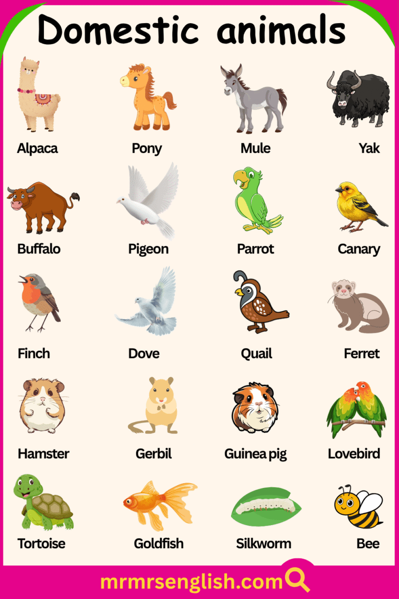 Domestic Animals Names in English with Their Pictures - MR MRS ENGLISH