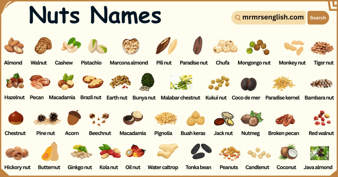 Types of Nuts Names in English with their Pictures - MR MRS ENGLISH