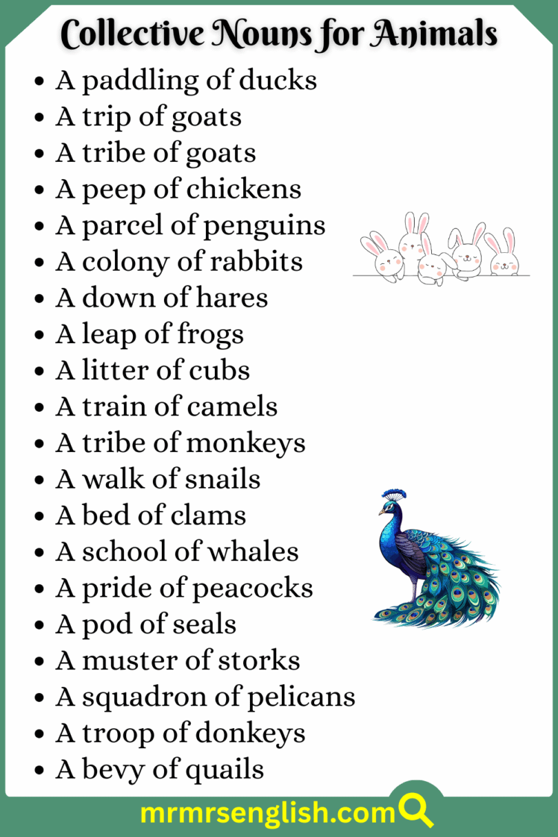 Examples of Collective Nouns for Animals in English with Pictures - MR ...