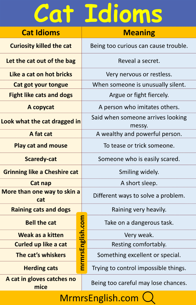 Cat Idioms in English with their meanings and Pictures - MR MRS ENGLISH