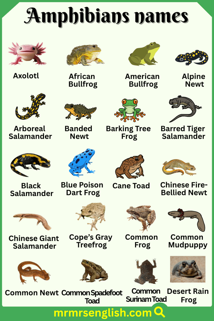 Amphibians Names in English with Their Pictures - MR MRS ENGLISH