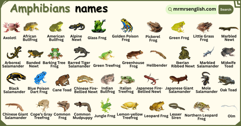 Amphibians Names in English with Their Pictures - MR MRS ENGLISH