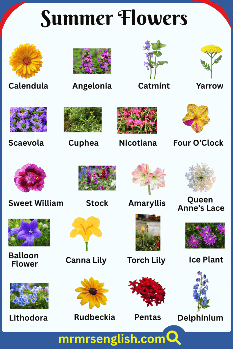 Summer Flowers Names in English with Their Pictures - MR MRS ENGLISH