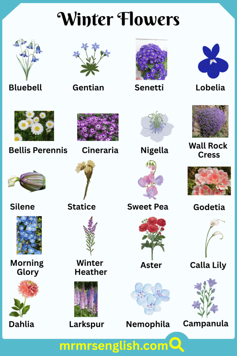 Winter Flowers Names in English with Their Pictures - MR MRS ENGLISH