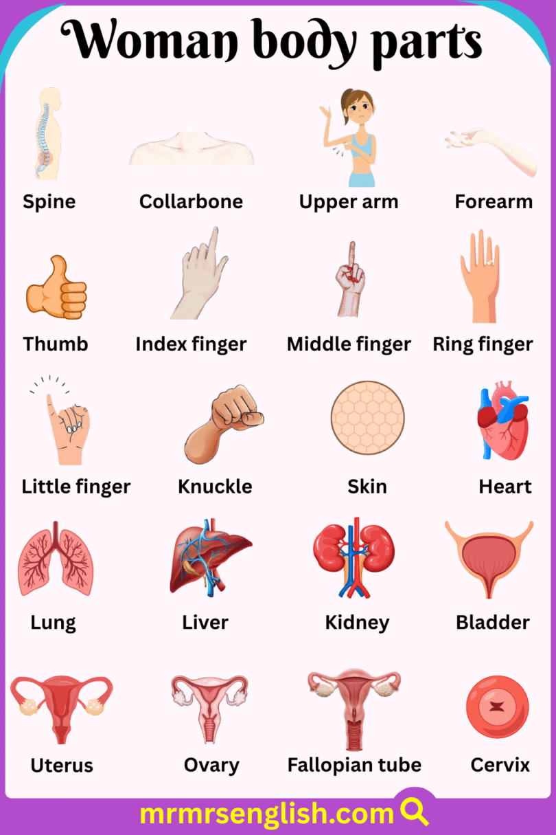 Woman Body Parts Names in English with Pictures - MR MRS ENGLISH