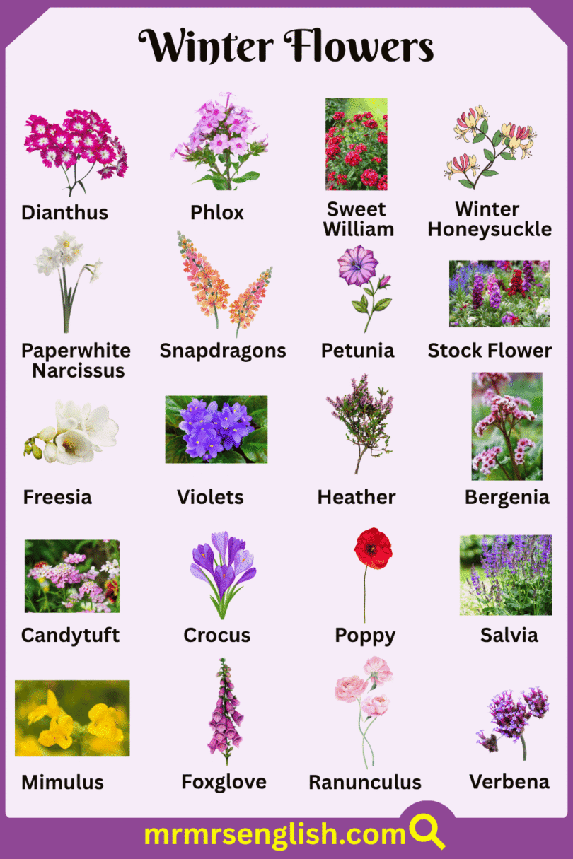 Winter Flowers Names in English with Their Pictures - MR MRS ENGLISH