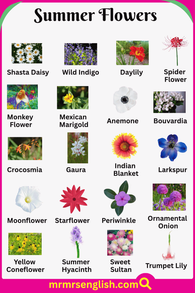 Summer Flowers Names in English with Their Pictures - MR MRS ENGLISH