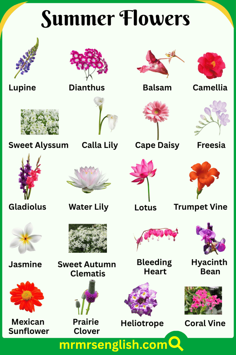 Summer Flowers Names in English with Their Pictures - MR MRS ENGLISH