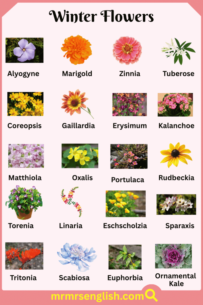 Winter Flowers Names in English with Their Pictures - MR MRS ENGLISH