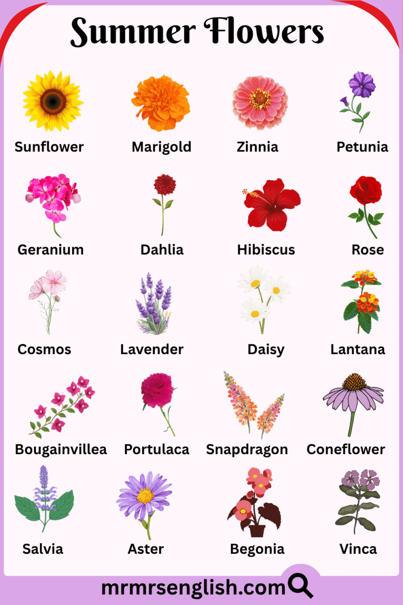 Summer Flowers Names in English with Their Pictures - MR MRS ENGLISH