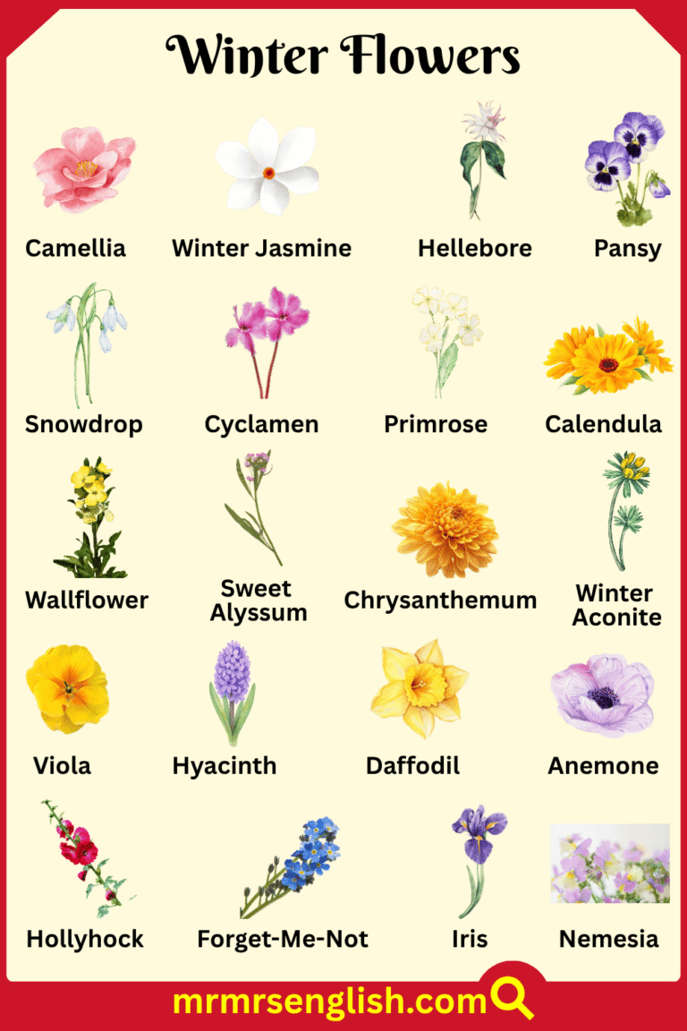 Winter Flowers Names in English with Their Pictures - MR MRS ENGLISH