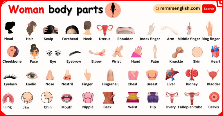 Woman Body Parts Names in English with Pictures - MR MRS ENGLISH