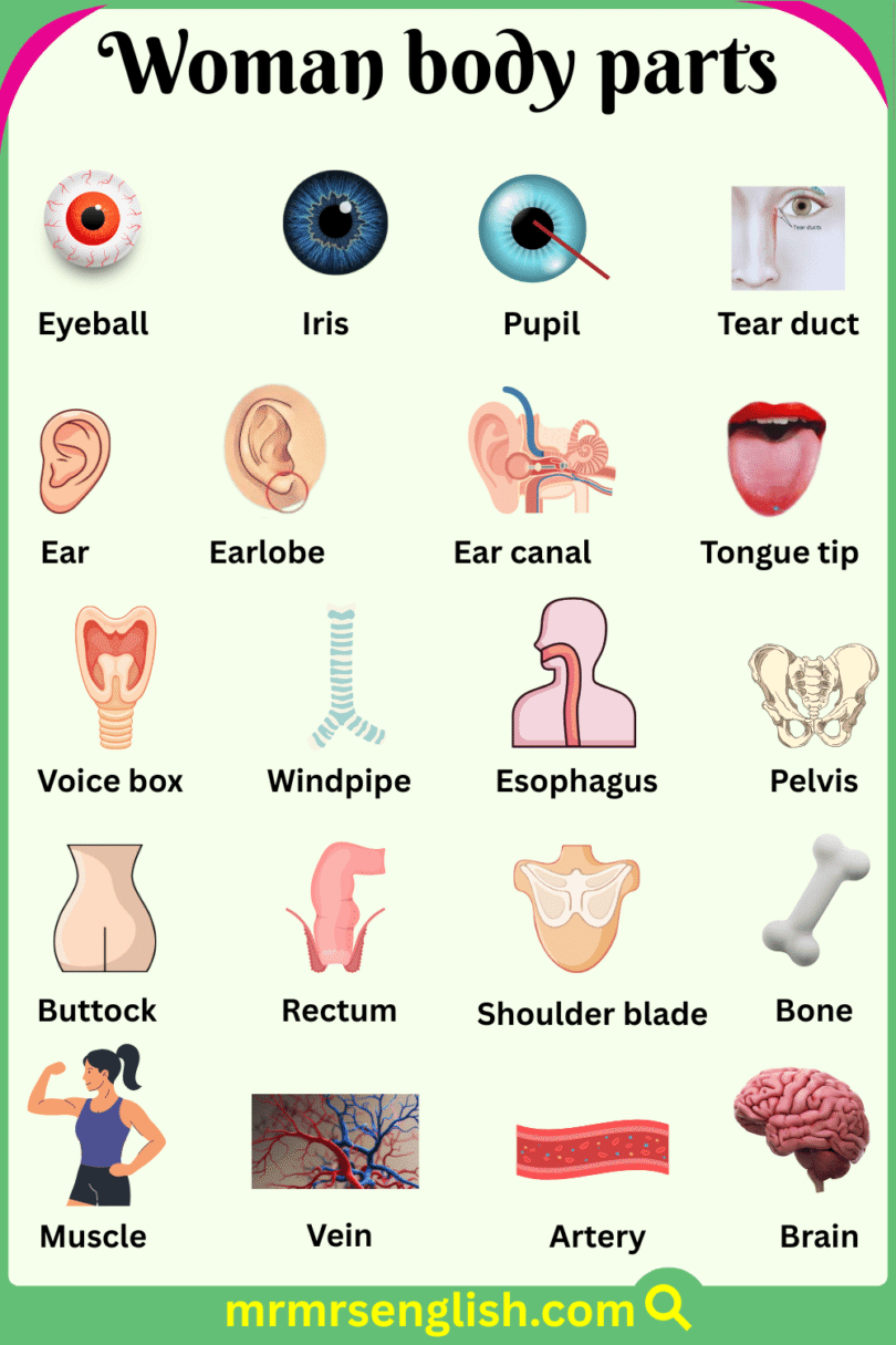 Woman Body Parts Names in English with Pictures - MR MRS ENGLISH