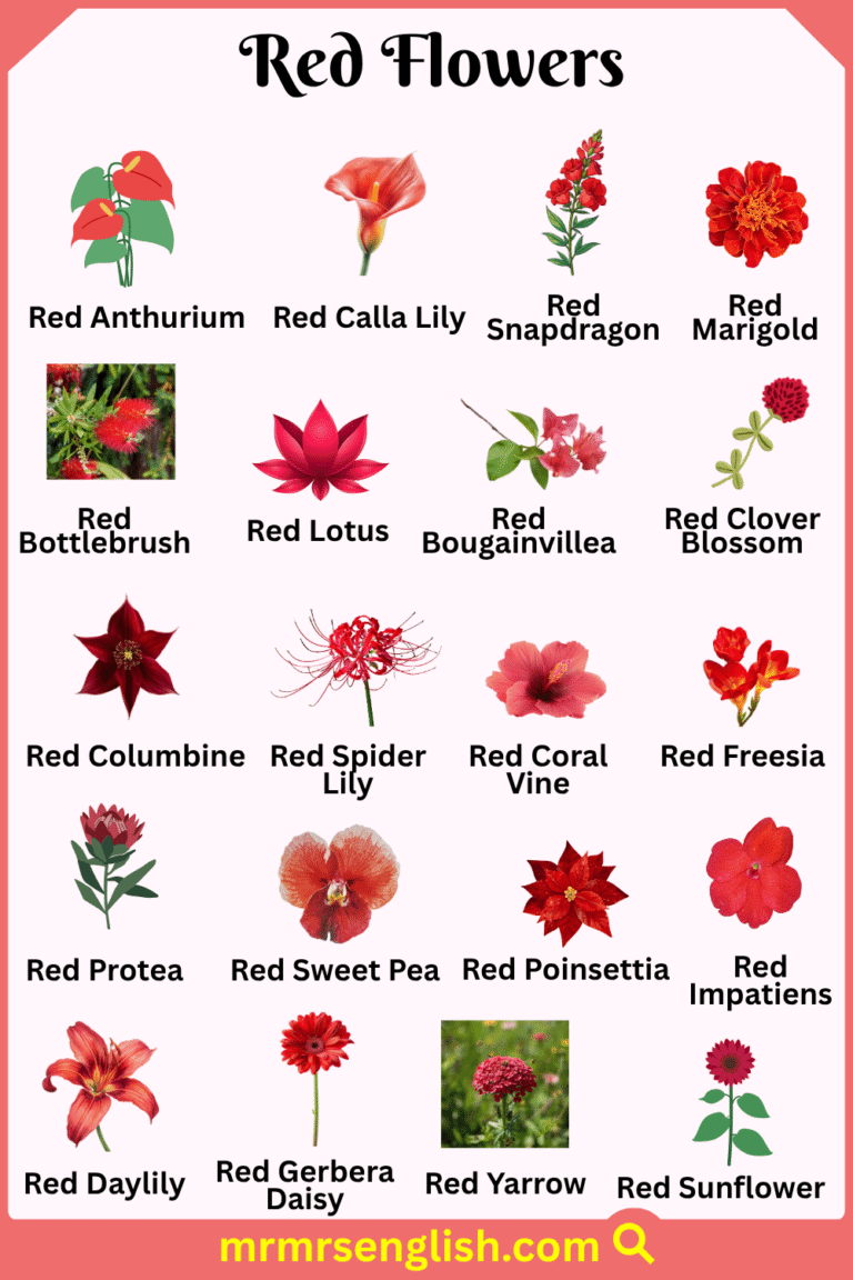 Red Flowers Names in English with their Pictures - MR MRS ENGLISH