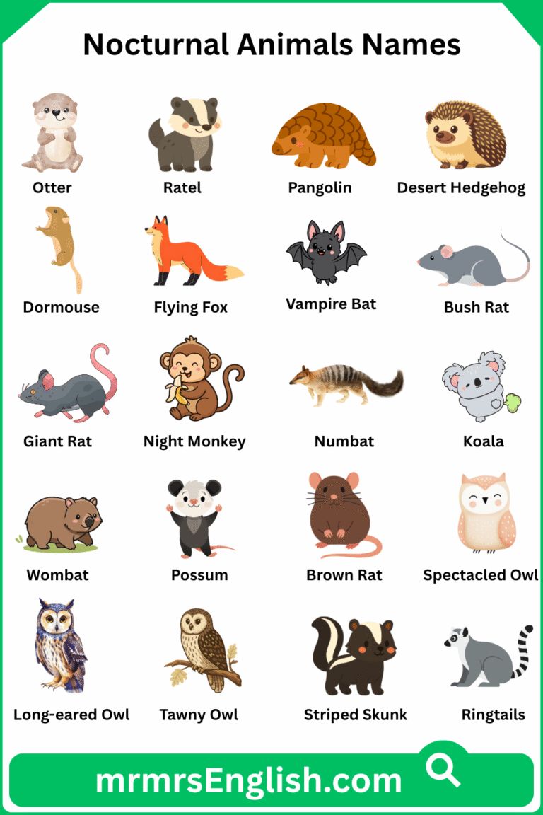 Nocturnal Animals Names in English with Their Pictures - MR MRS ENGLISH