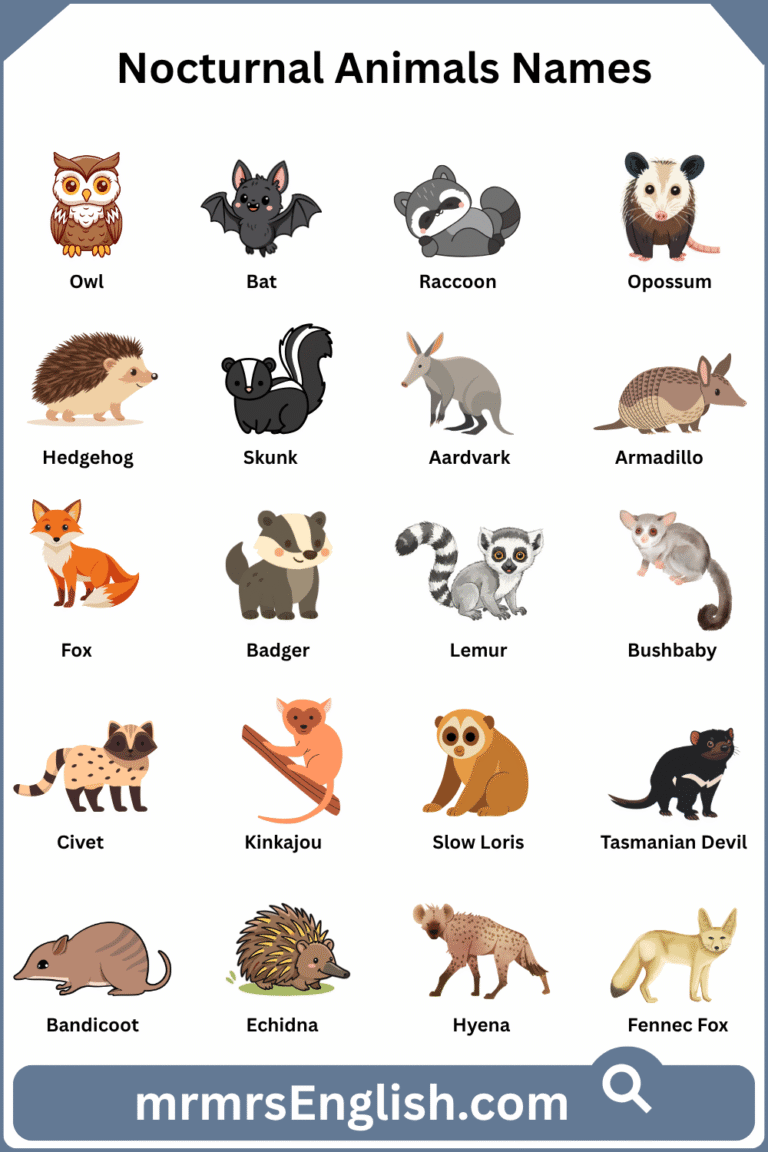 Nocturnal Animals Names in English with Their Pictures - MR MRS ENGLISH