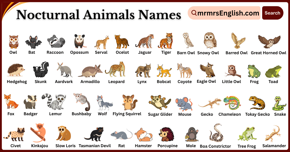 Nocturnal Animals Names in English with Their Pictures - MR MRS ENGLISH