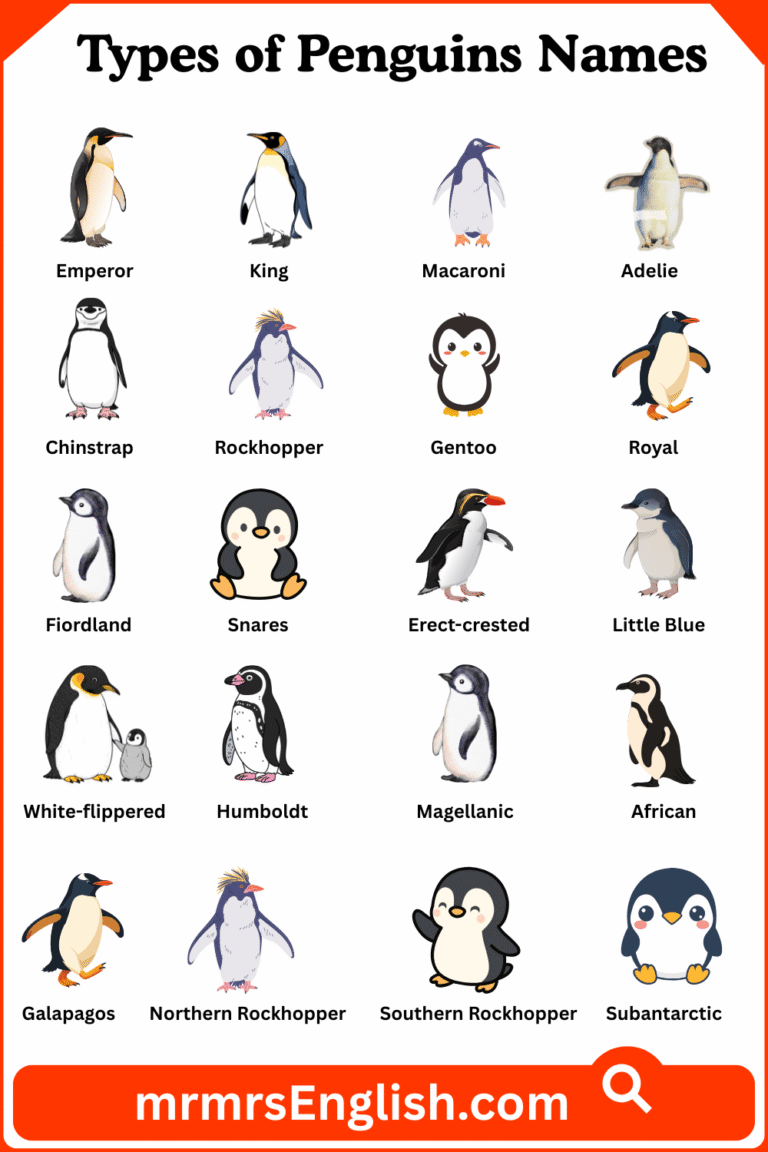 Types of Penguins Names in English and Pictures - MR MRS ENGLISH