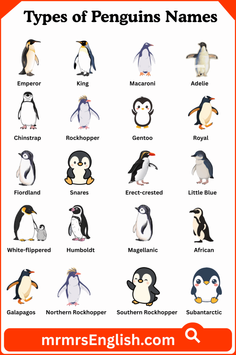 Types of Penguins Names in English and Pictures - MR MRS ENGLISH