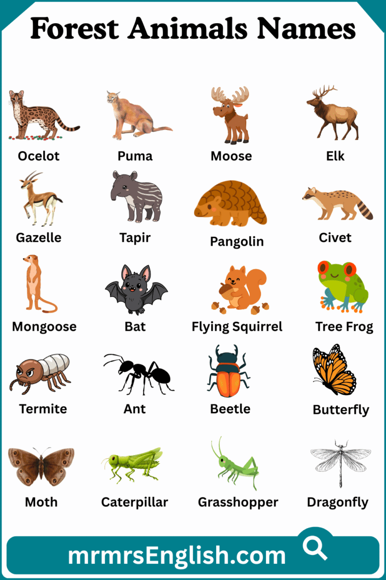 Forest Animals Names in English with Their Pictures - MR MRS ENGLISH