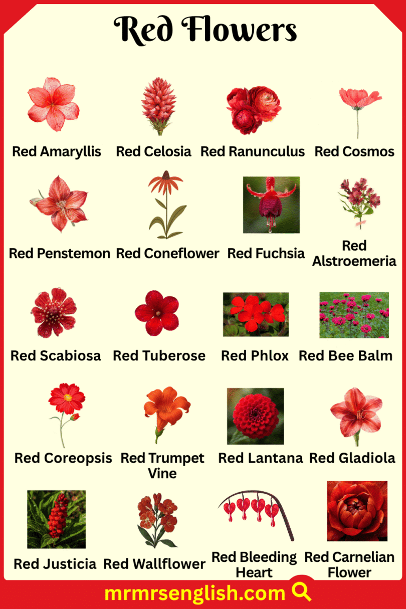 Red Flowers Names in English with their Pictures - MR MRS ENGLISH