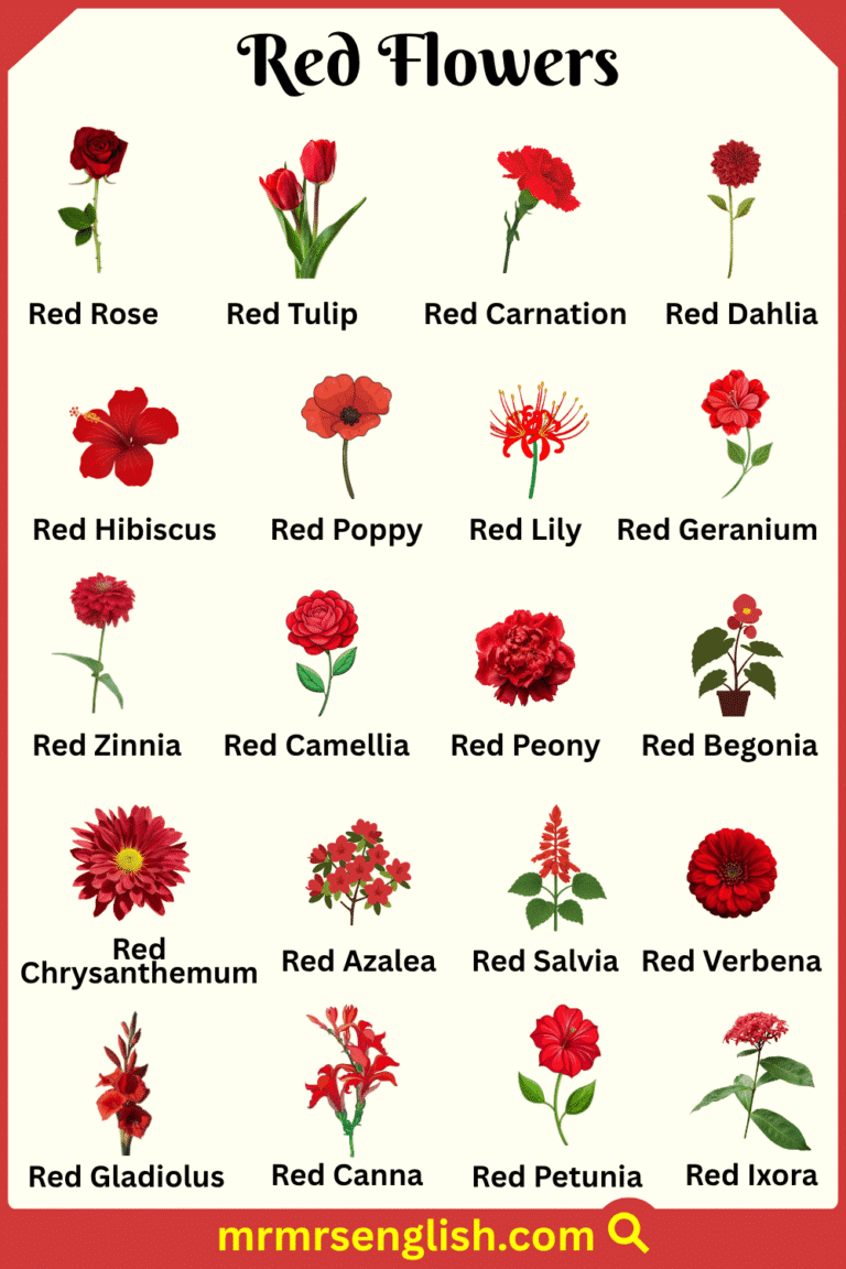 Red Flowers Names in English with their Pictures - MR MRS ENGLISH