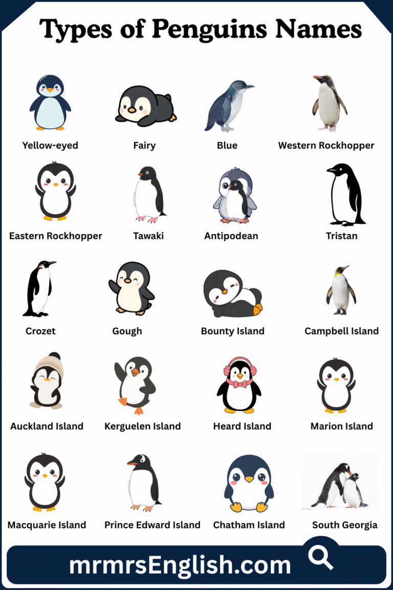 Types of Penguins Names in English and Pictures - MR MRS ENGLISH