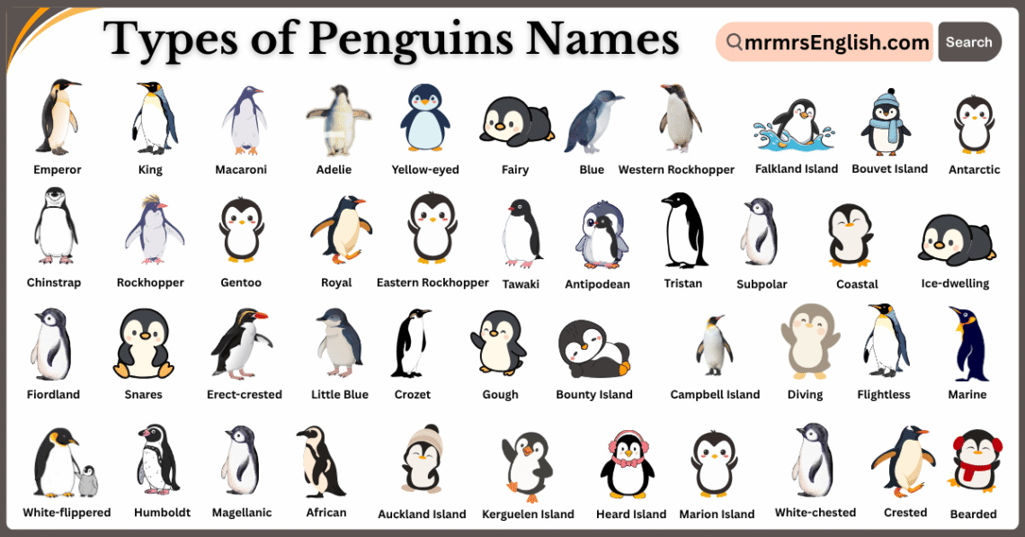 Types of Penguins Names in English and Pictures - MR MRS ENGLISH