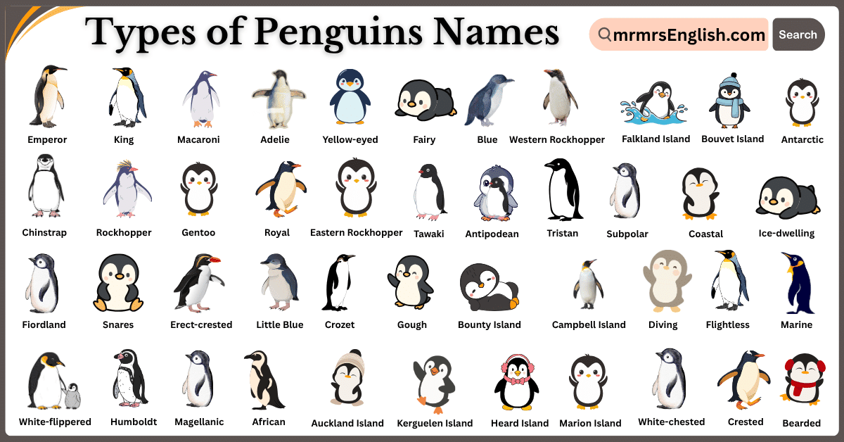 Types of Penguins Names in English and Pictures - MR MRS ENGLISH