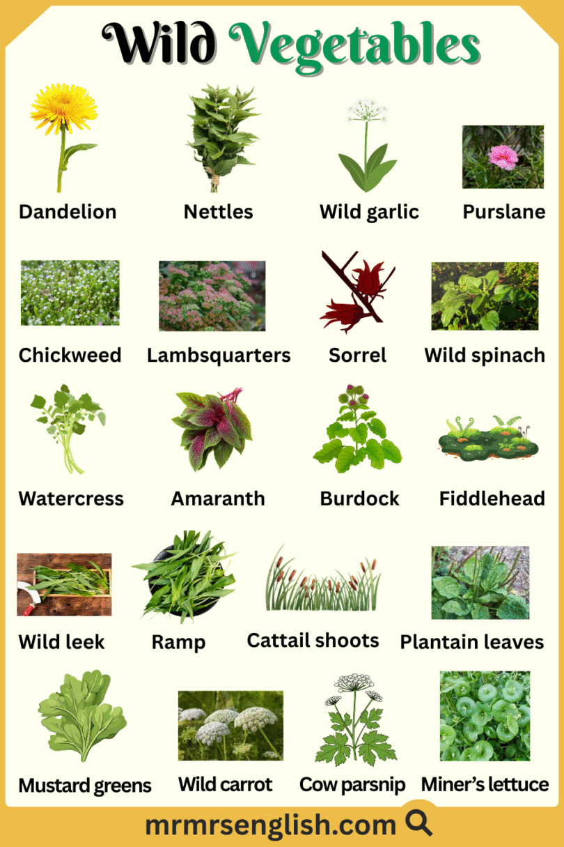 Wild Vegetables Names in English with their Pictures - MR MRS ENGLISH