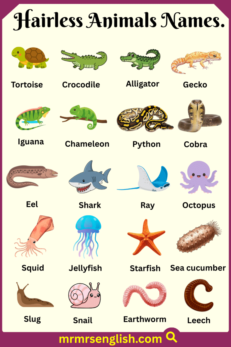 Hairless Animals Names in English with Their Pictures - MR MRS ENGLISH