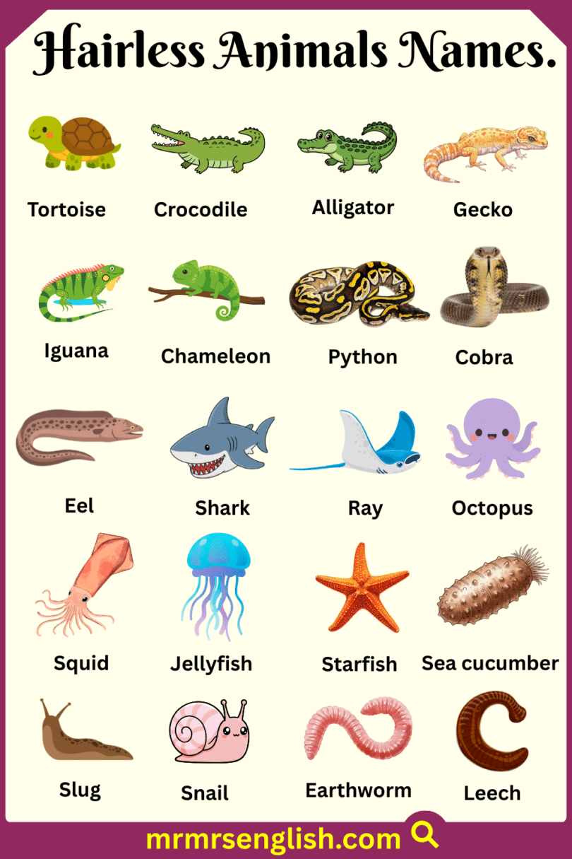 Hairless Animals Names in English with Their Pictures - MR MRS ENGLISH