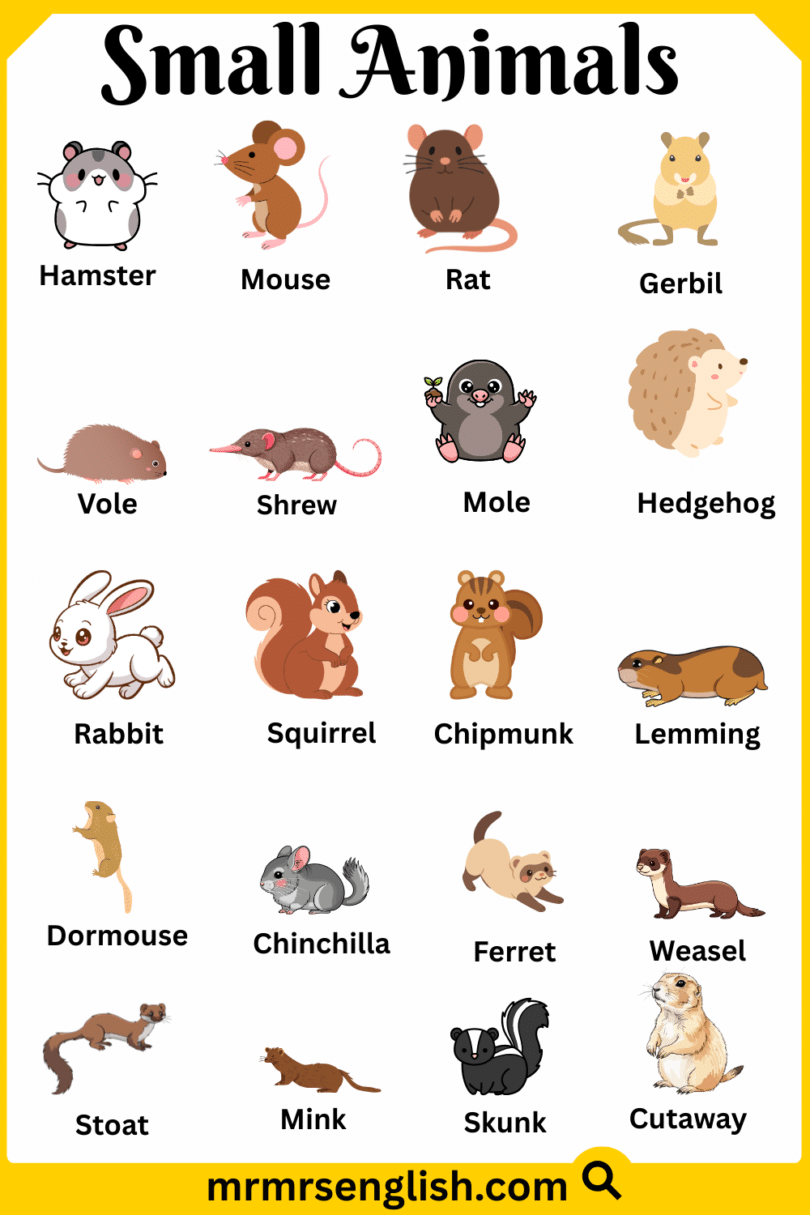 Small Animals Names in English with Their Pictures - MR MRS ENGLISH