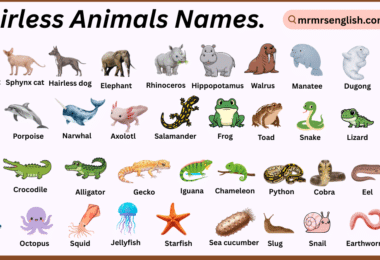 Different Types of Beans Names in English and Their pictures - MR MRS ...