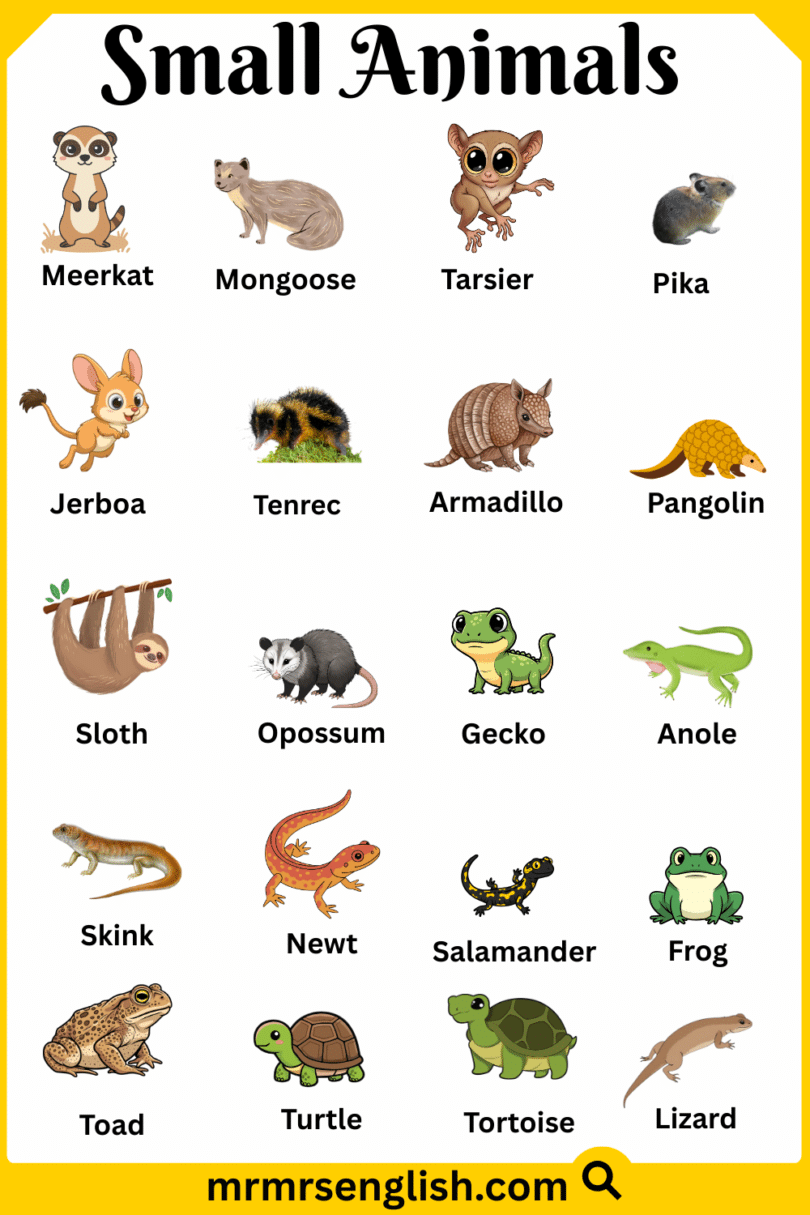 Small Animals Names in English with Their Pictures - MR MRS ENGLISH