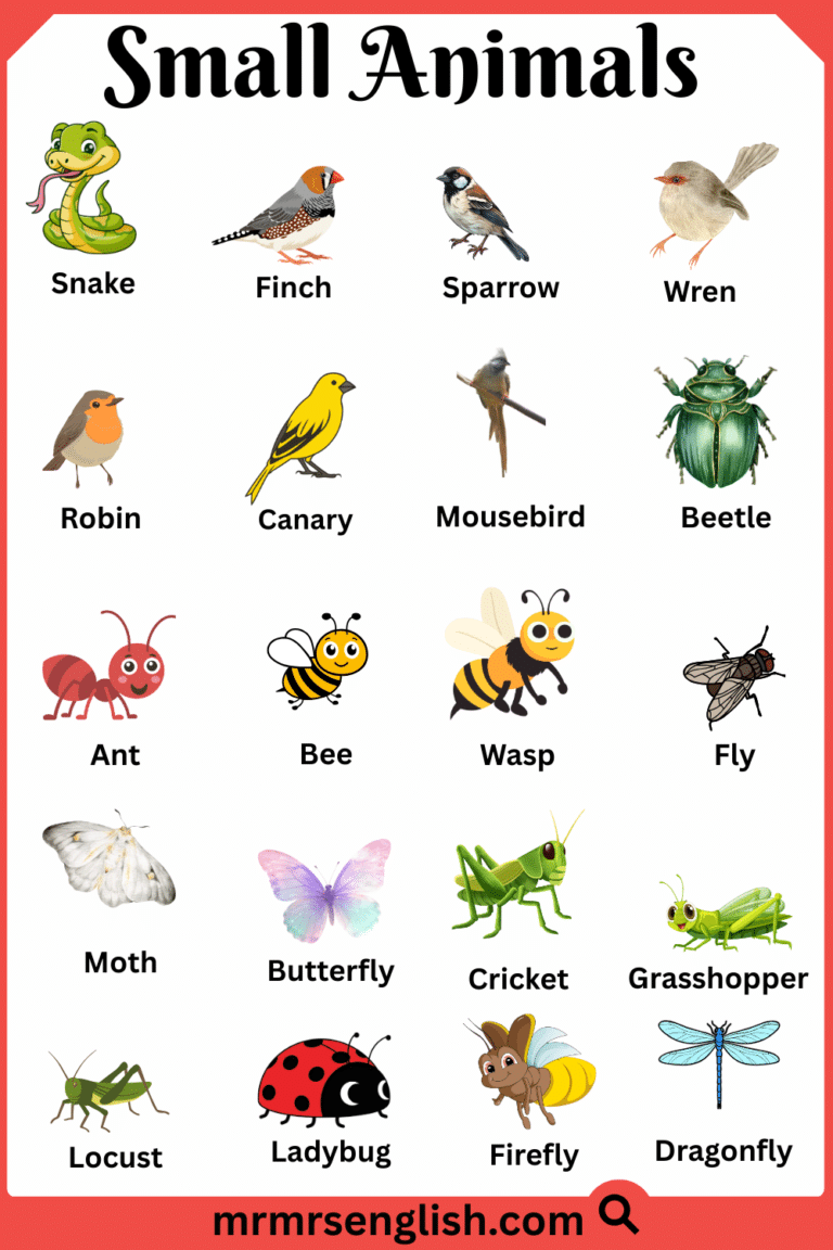 Small Animals Names in English with Their Pictures - MR MRS ENGLISH