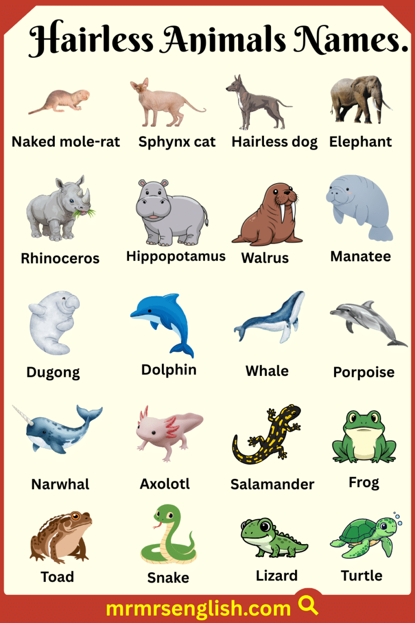 Hairless Animals Names in English with Their Pictures - MR MRS ENGLISH