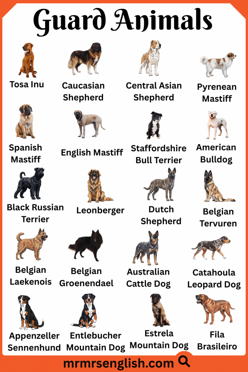 Guard Animals Names in English with Their Pictures - MR MRS ENGLISH