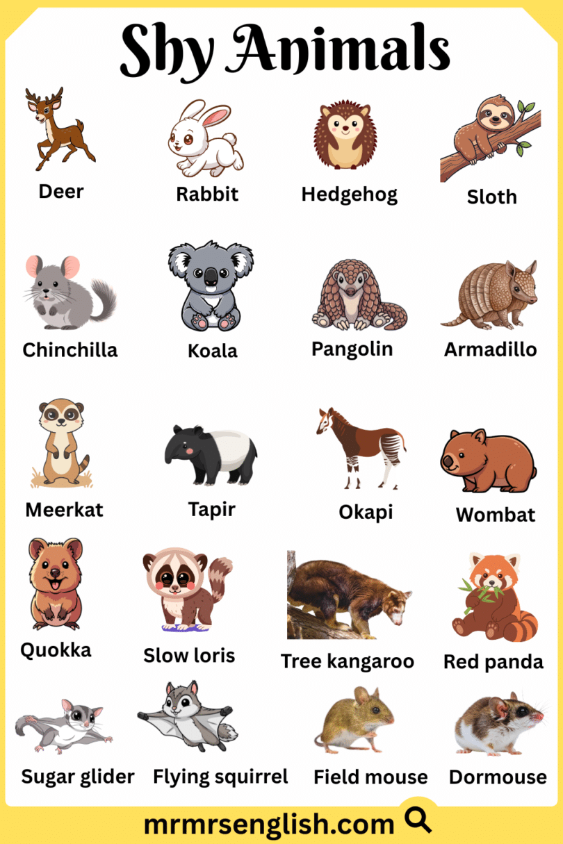 Shy Animals Names in English with Their Pictures - MR MRS ENGLISH