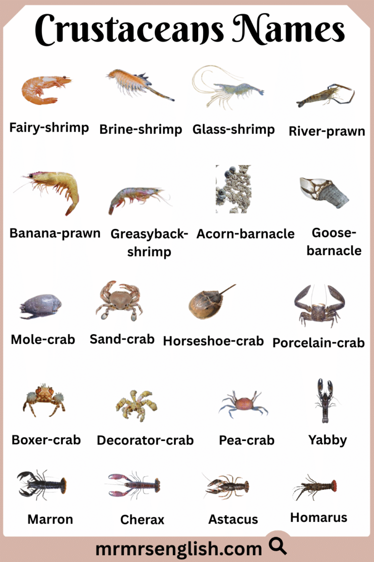 Crustaceans Names in English with Their Pictures - MR MRS ENGLISH