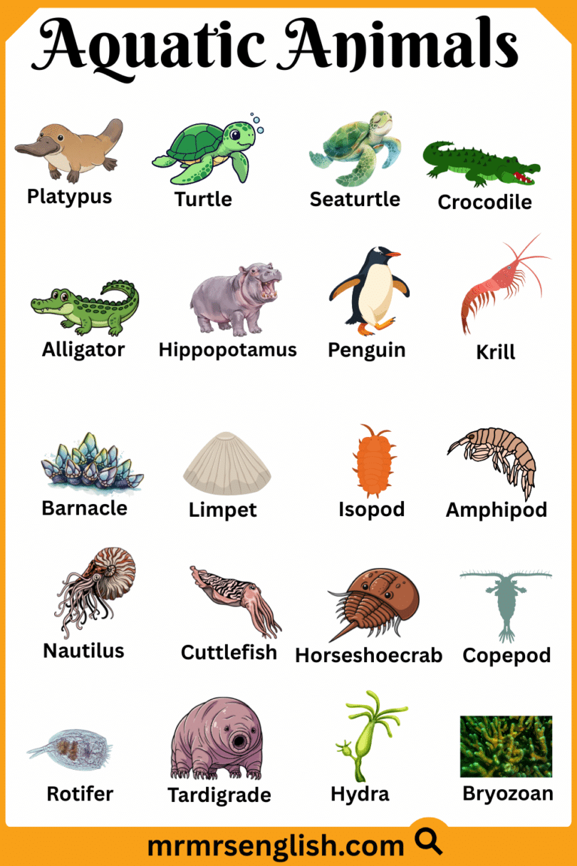 Aquatic Animals Names in English with Their Pictures - MR MRS ENGLISH